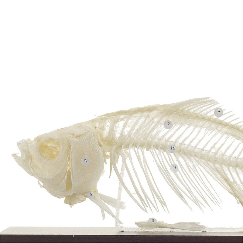 Heine Scientific Fish Skeleton Carp - MedicalSupplies.co.uk